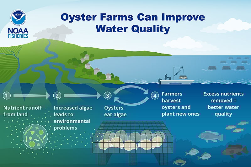 NOAA releases new tool to help US oyster farmers assess water quality ...