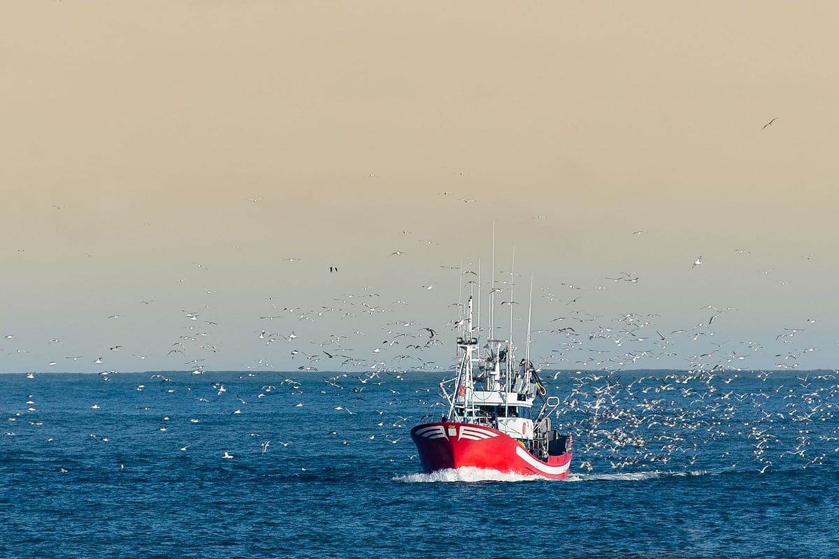 ICES issues 2026 fishing advice for key European regions, urges catch ...