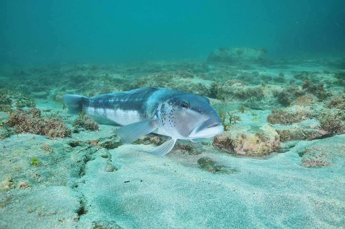 Fisheries New Zealand to reduce fishing pressure on blue cod in ...