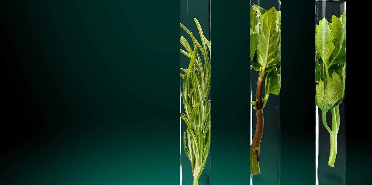 Corbion study shows lower impact on algae omega-3 production ...