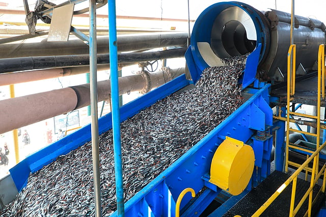 Peru's slow anchoveta season shapes global marine ingredients outlook ...