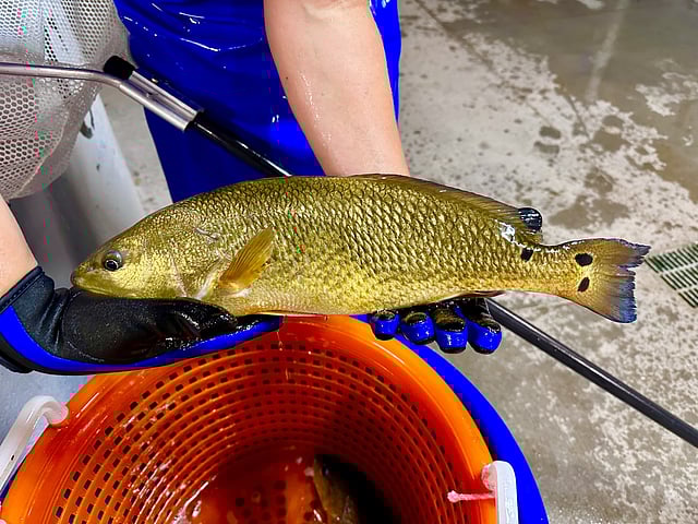 Debut harvest for Florida's Pine Island Redfish