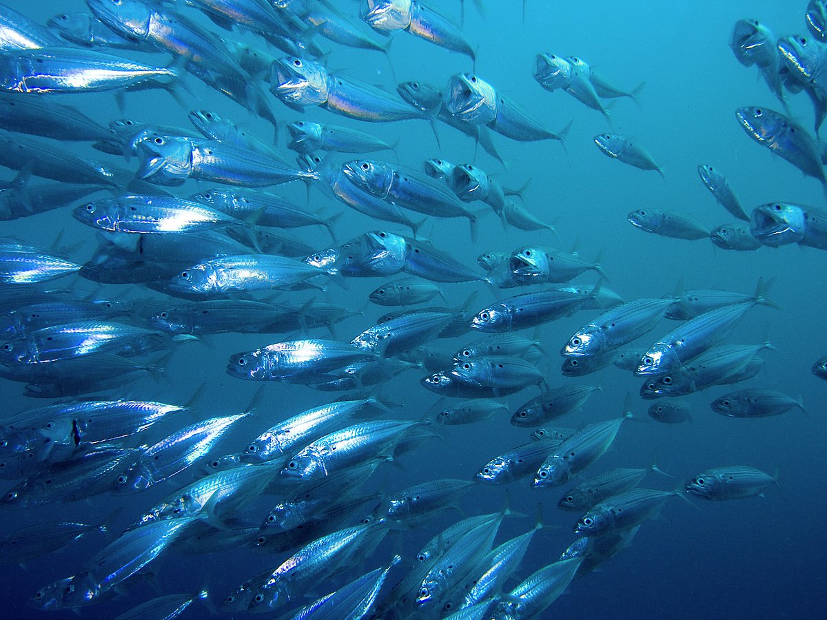 Nissui joins NAPA call for action on North East Atlantic pelagic stocks