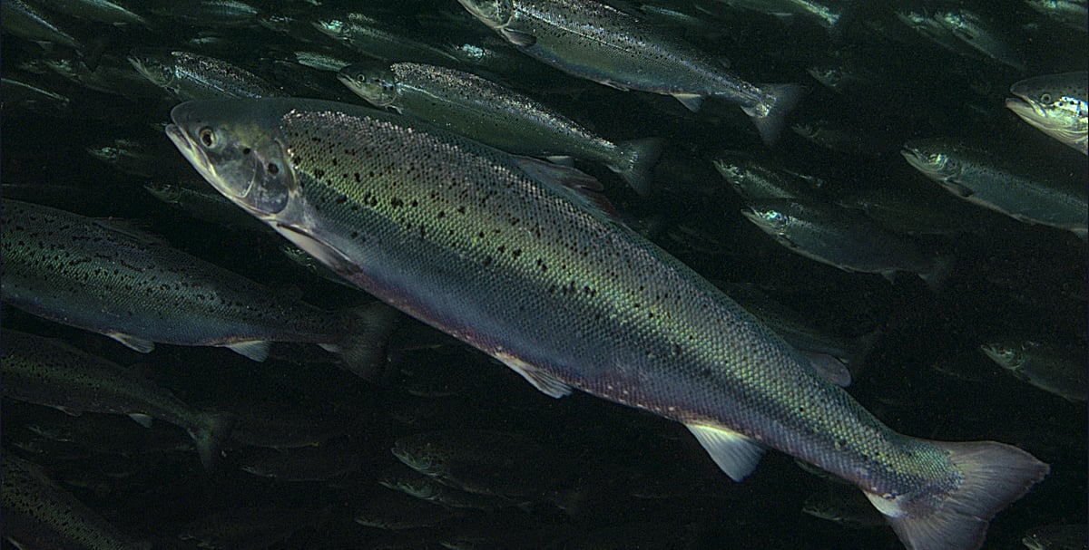 Aquabyte launches new fish behaviour monitoring product - WeAreAquaculture