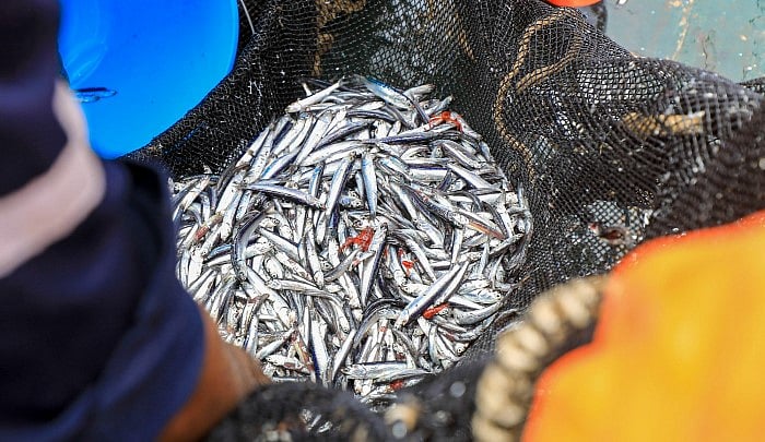 Peru records its best anchovy season in the last decade