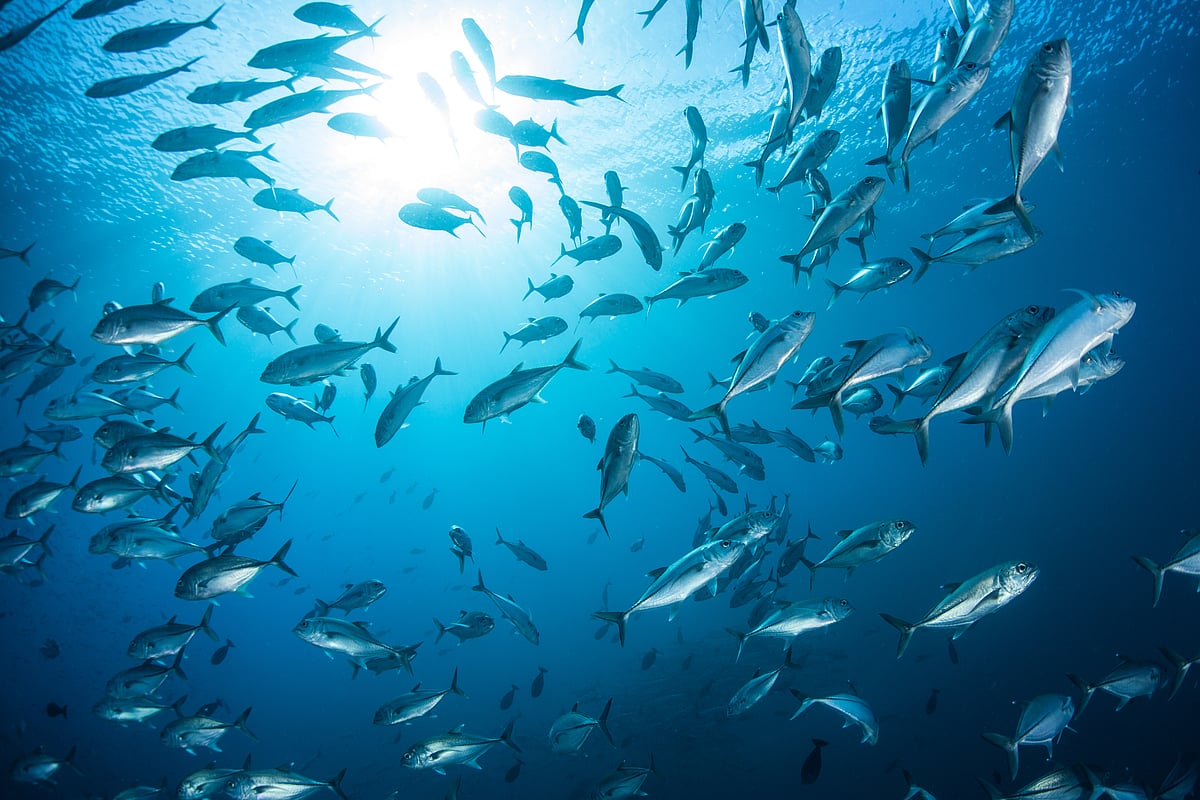 Historic FAO report offers clearest-ever picture of global marine fish ...