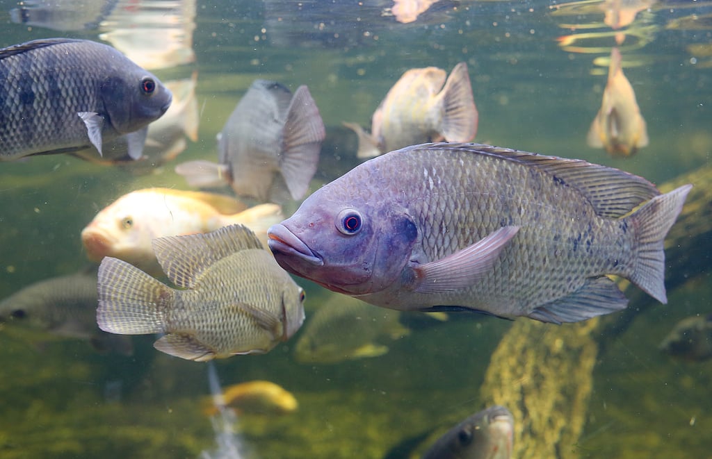 Brazilian fish farming produces more than 1 million tonnes in 2025