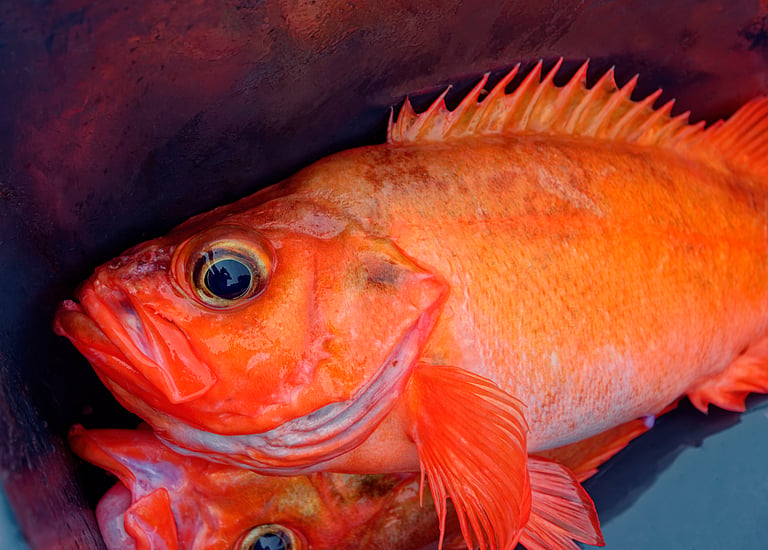 Canada opens second Redfish season, following 30-year moratorium on the ...