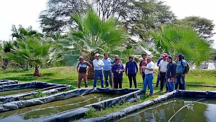 Peru trains regional farmers in mollusk and tilapia aquaculture ...