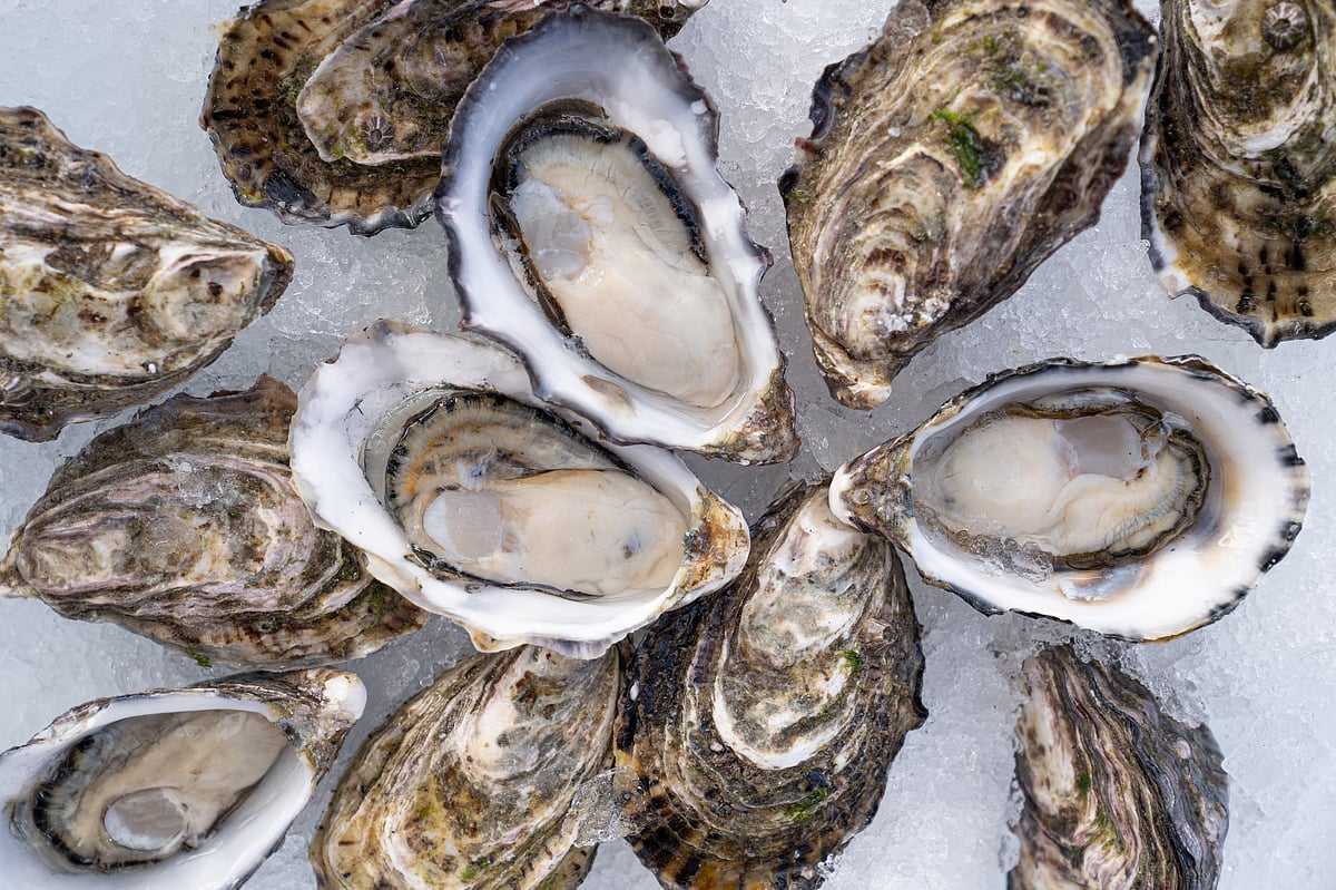 Yumbah Aquaculture, Australia's first BAP-certified oyster producer