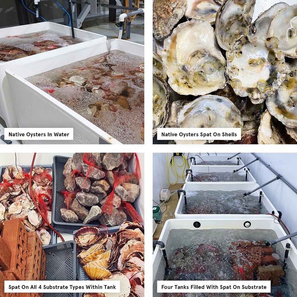 Restoration of oyster reefs within offshore wind farms is feasible
