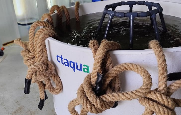 Spain promotes macroalgae cultivation in open-sea facilities ...