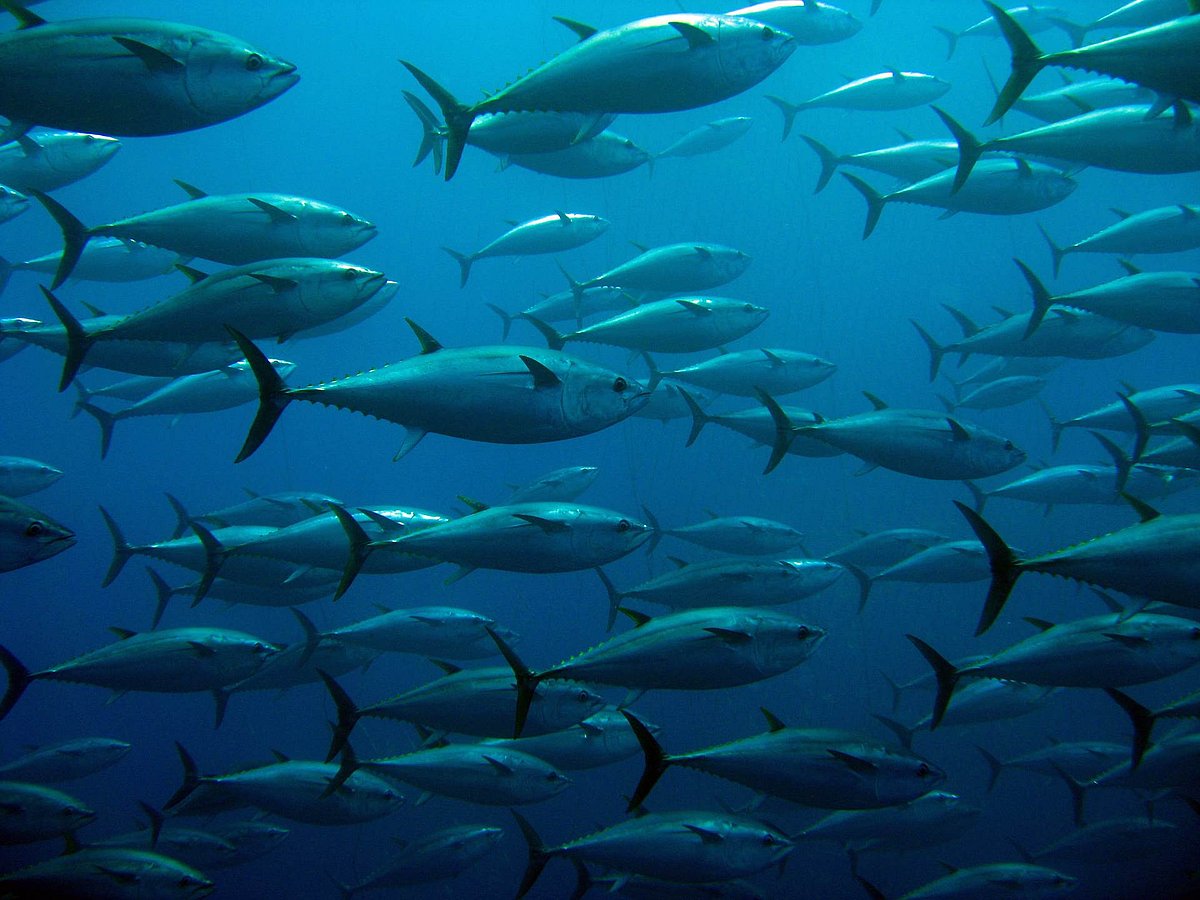 Iceland's quota for Atlantic bluefin tuna up 13% - WeAreAquaculture