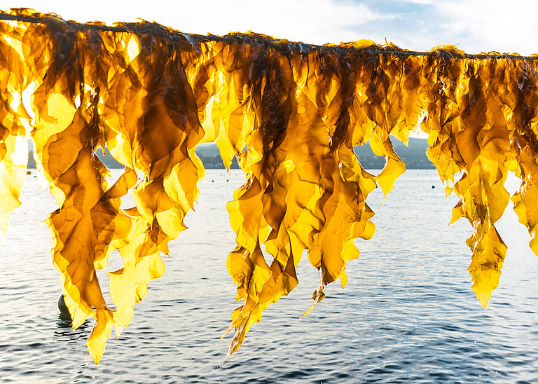 Fish farming treatment shows promise for tackling parasites in kelp ...