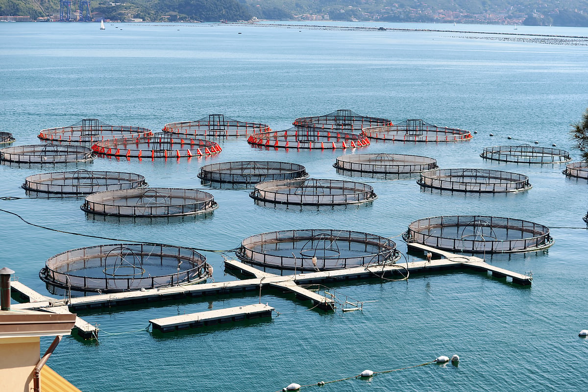Italy updates sustainable aquaculture certification rules