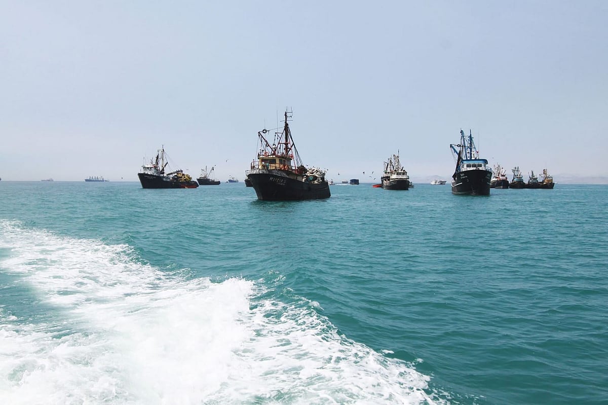 New temporary suspension of anchovy fishing in Peru