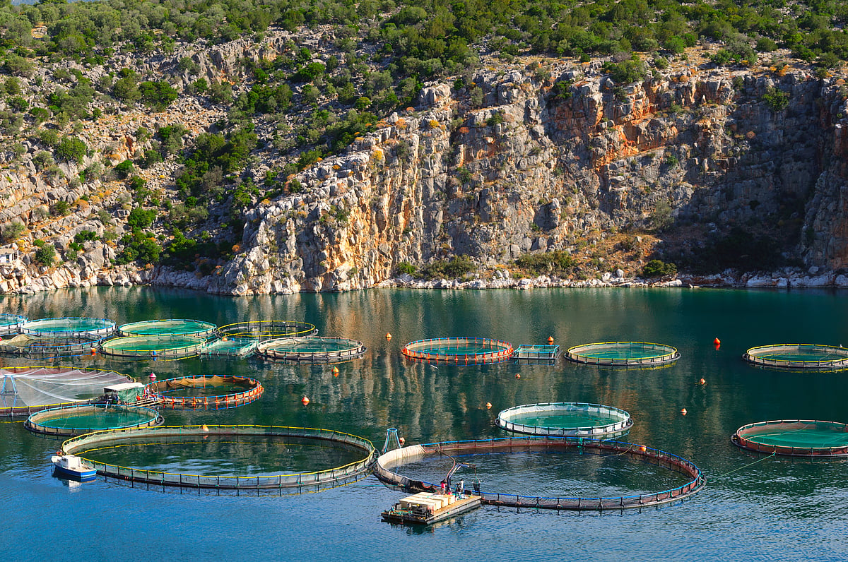 FEAP calls for species-specific fish welfare legislation following EU ...