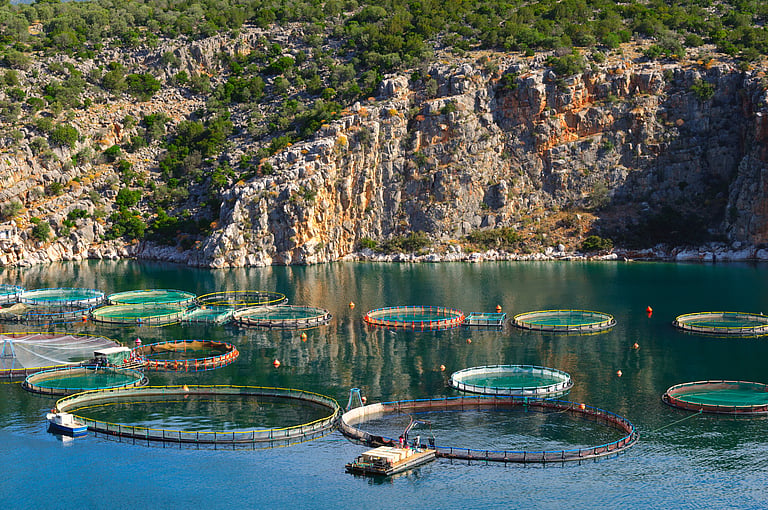 FEAP calls for species-specific fish welfare legislation following EU ...