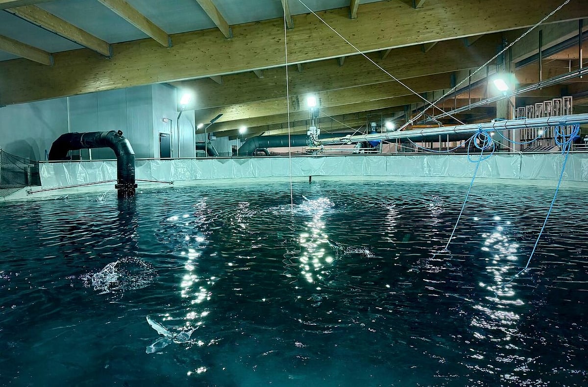 LAXEY's post-smolt facility is up and running