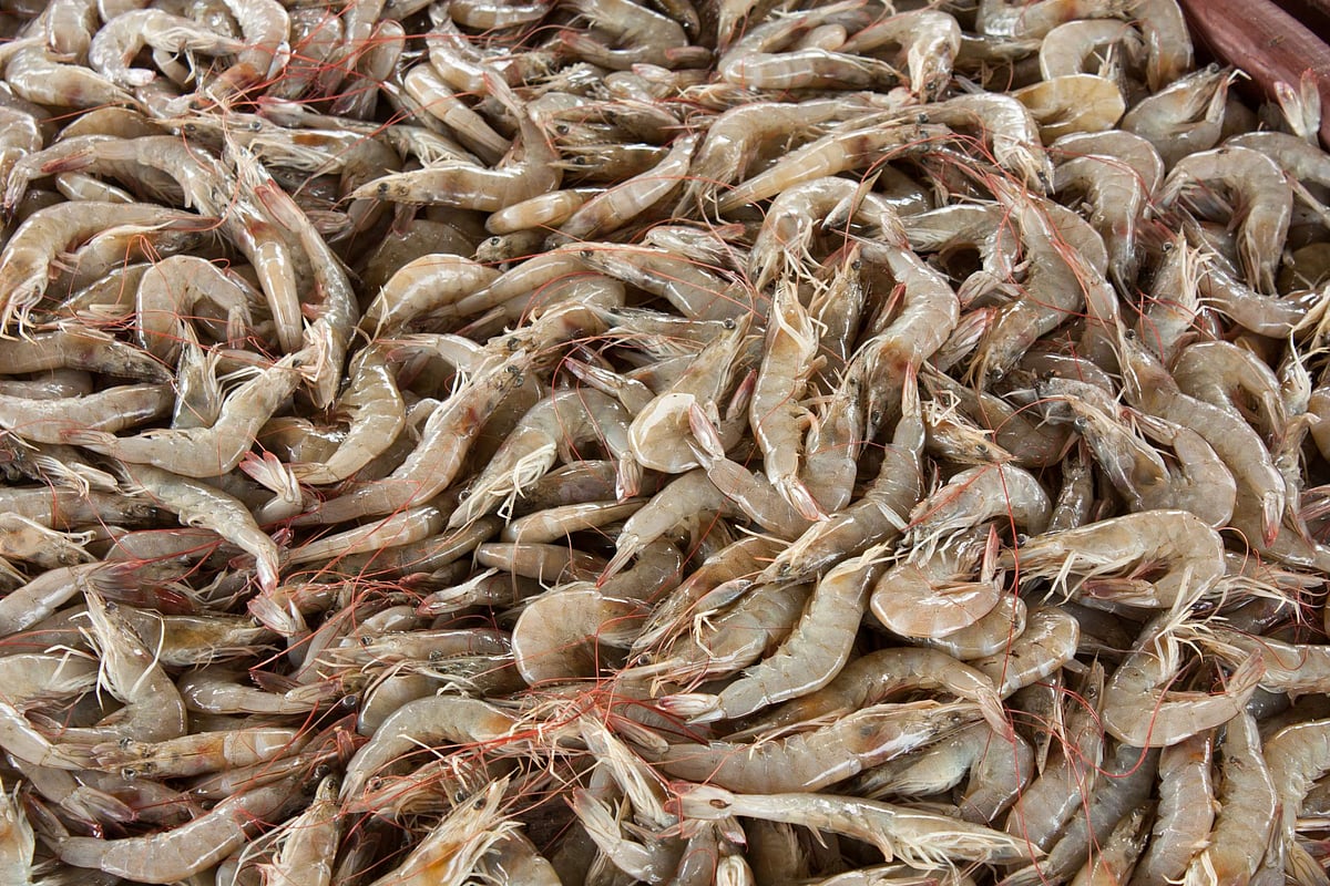 Ecuador Shrimp Exports Surge in 2023 Despite Profit Decline Amid Global ...