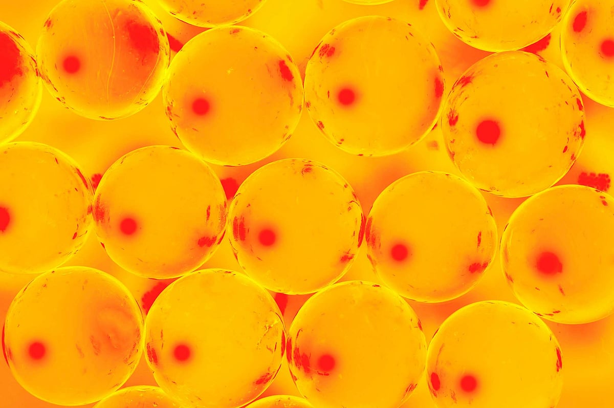 Benchmark Genetics offers more affordable genotyping tools for ...