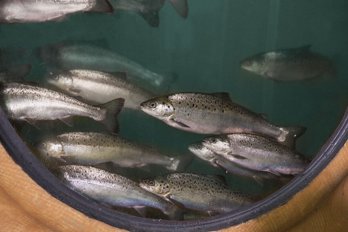Wisconsin aquaponics company to buy AquaBounty's Indiana farm