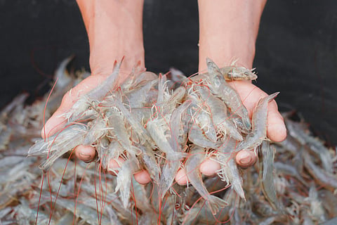 UK Sustainable King Prawn Project