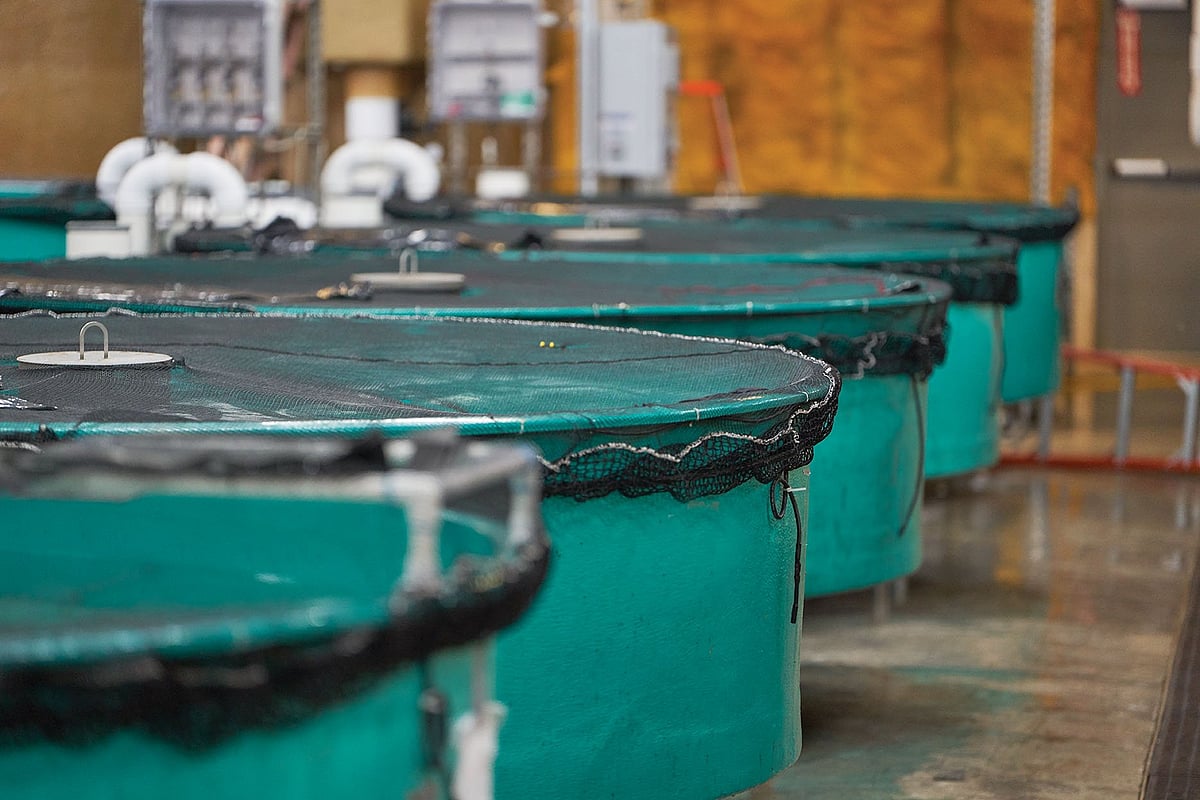 AquaBounty shows an spectacular development in their Q4 report
