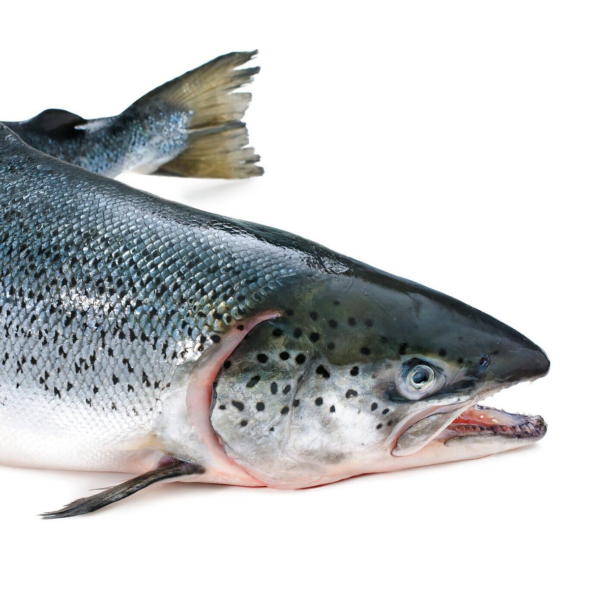 Blue Star Foods closes 2022 with losses