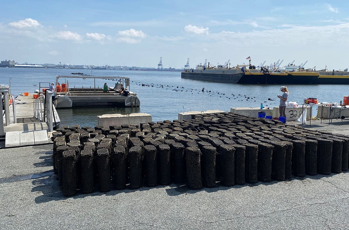 Solar-powered oyster production technology