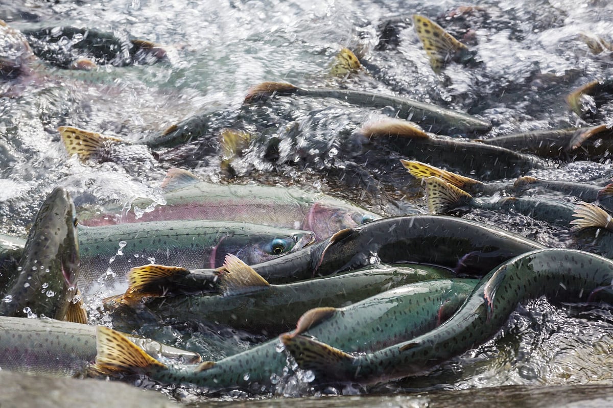 Arctic Fish secures billionaire refinancing agreement to expansion