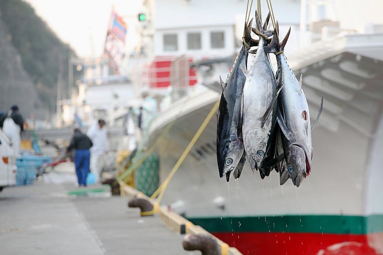 FAO says global fish output will reach 197m tonnes in 2025, as ...