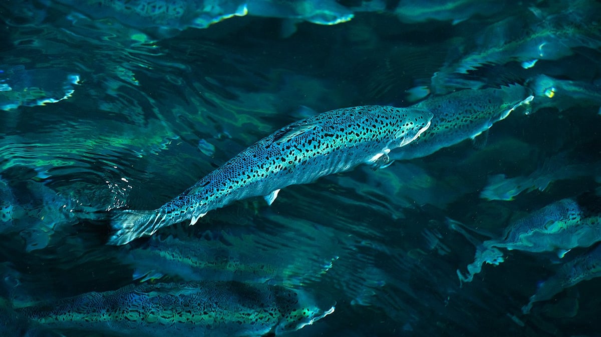 Salmon Evolution achieves strong 2Q2023 results