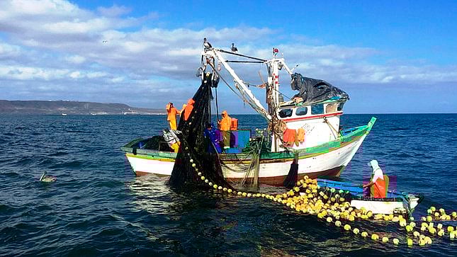 The Peruvian bonito and red sea urchin under exploratory fishing