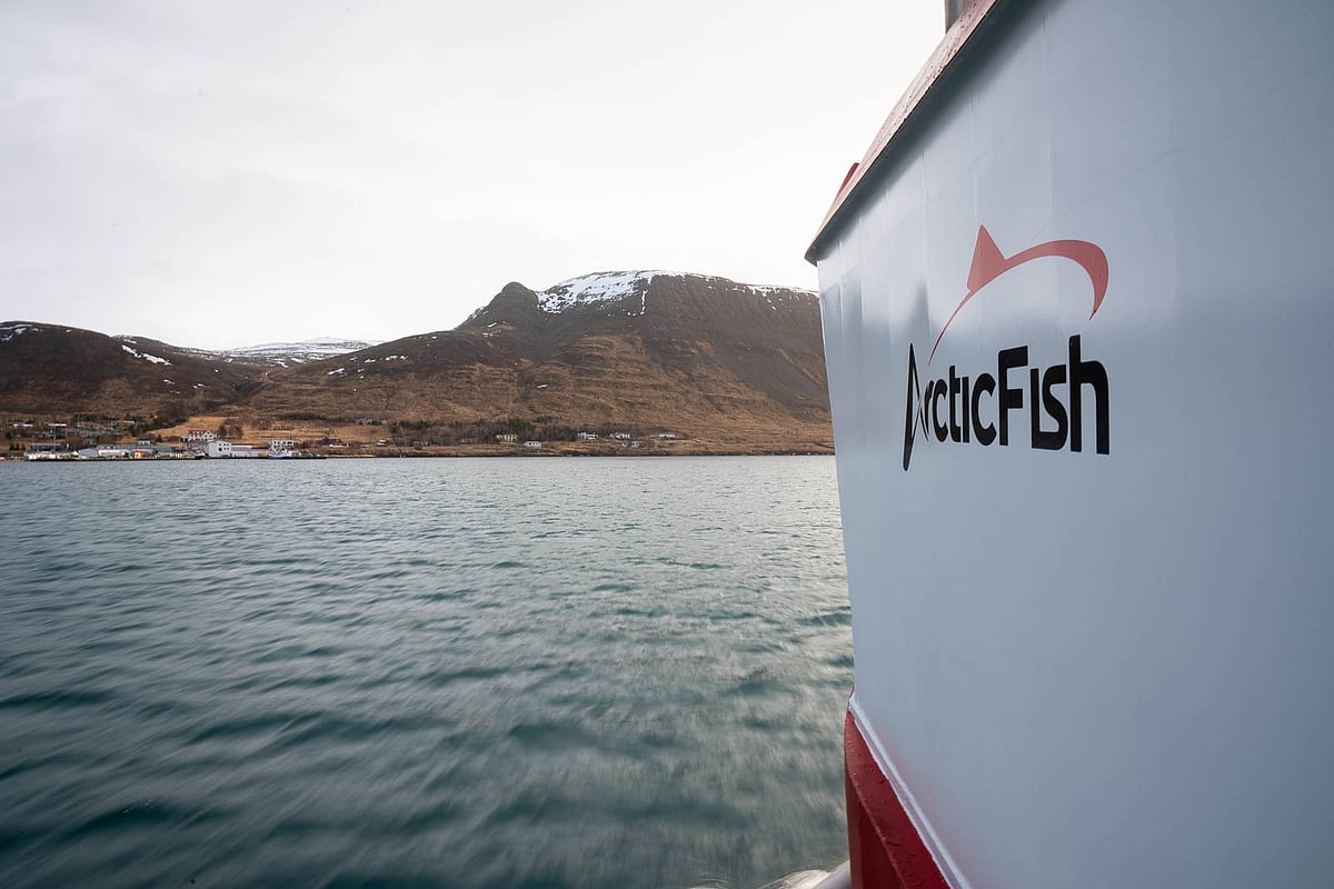 2023, an all-time high in volumes and revenues for Arctic Fish