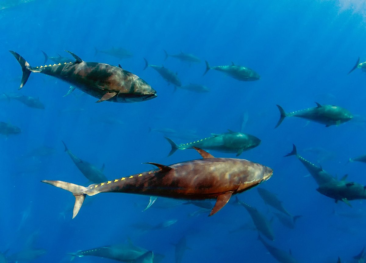 Unlocking the secrets of bluefin tuna reproduction