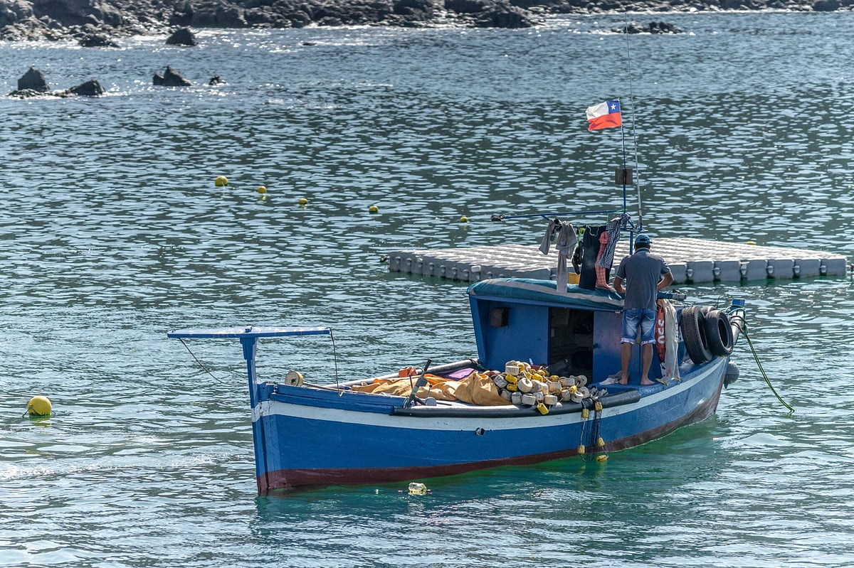 Chilean artisanal fishermen of the common hake in a distress call
