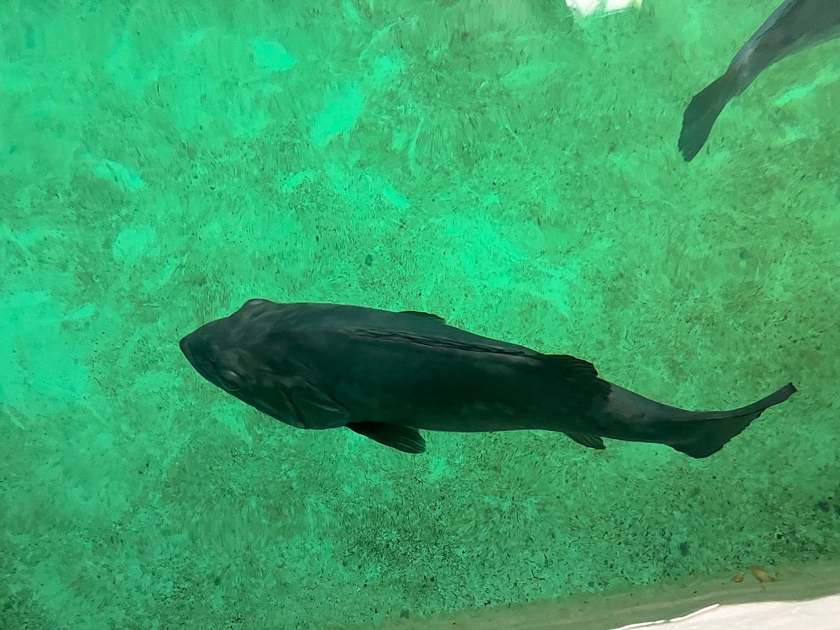 Breakthrough wreckfish larval protocol opens new opportunities