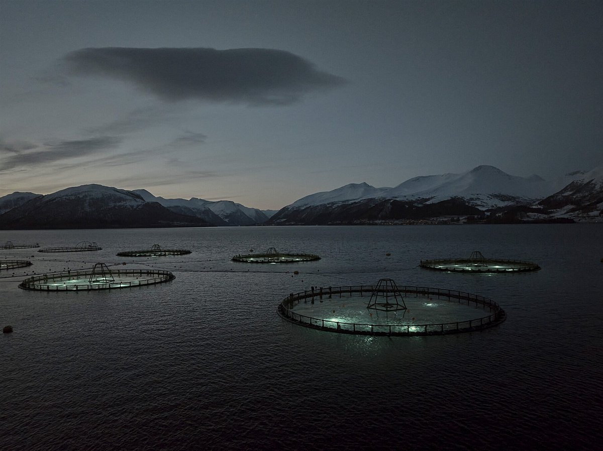 New farmed cod production site for Ode