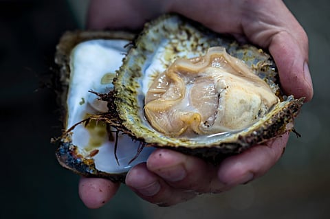 Turkey opens up to oyster aquaculture