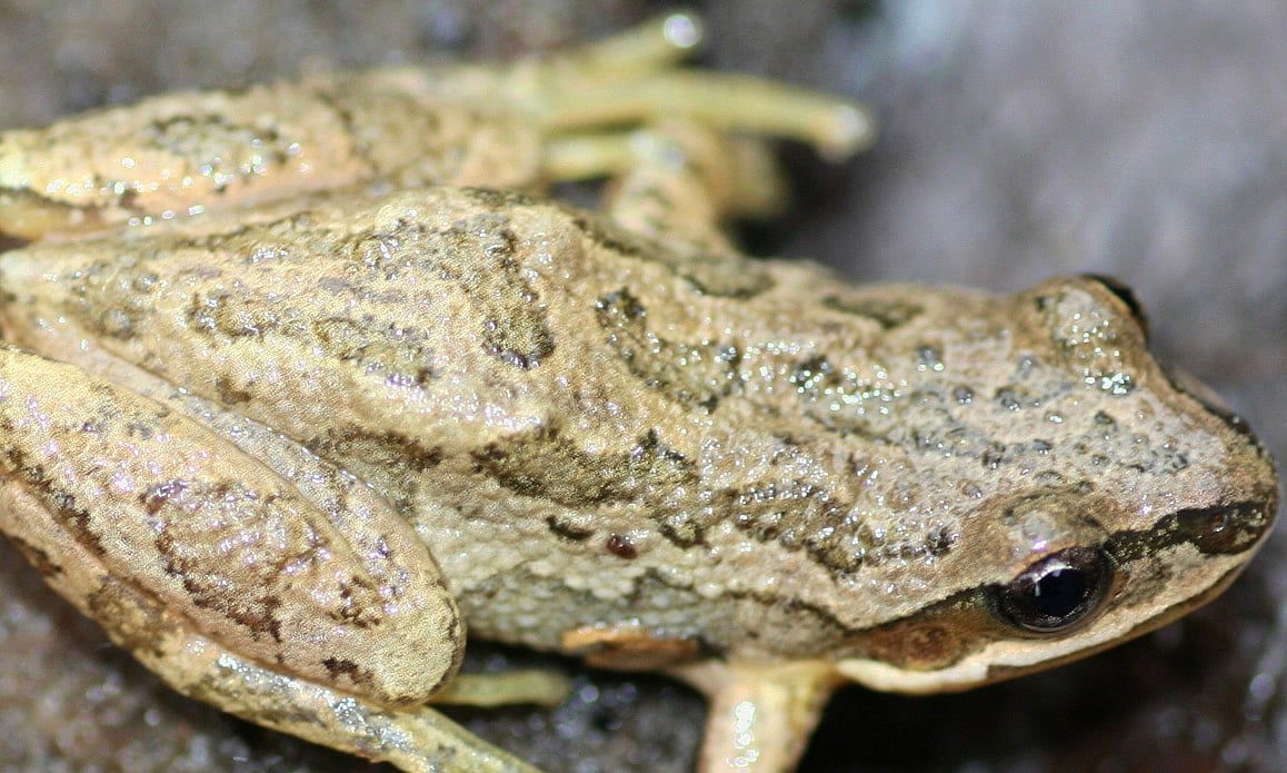 Federal agency fined $75,000 for damaging frog habitat