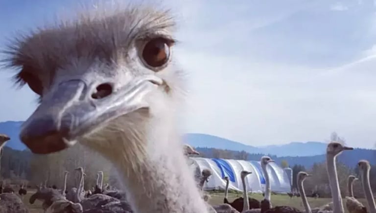 Feds to proceed with ostrich cull despite legal appeal