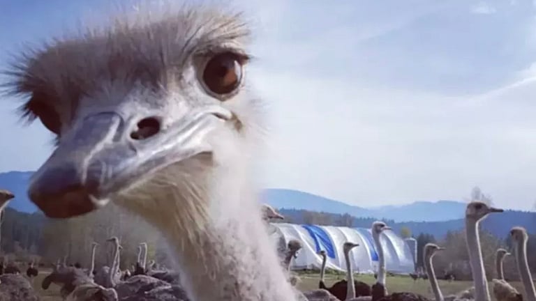 Ontario man charged after protest incident at BC ostrich farm