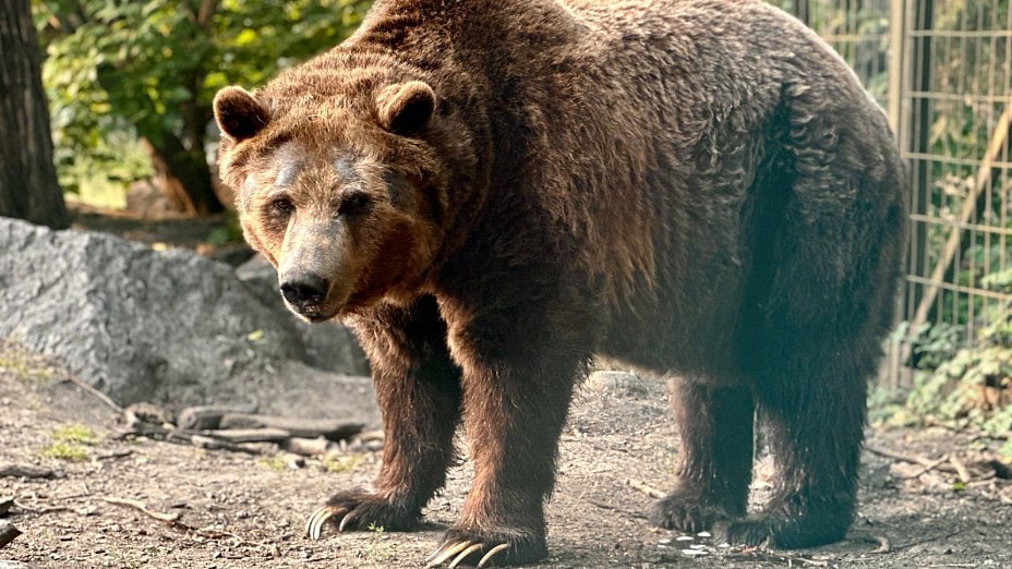 Calgary Zoo forced to put 35-year-old grizzly bear Skoki to sleep