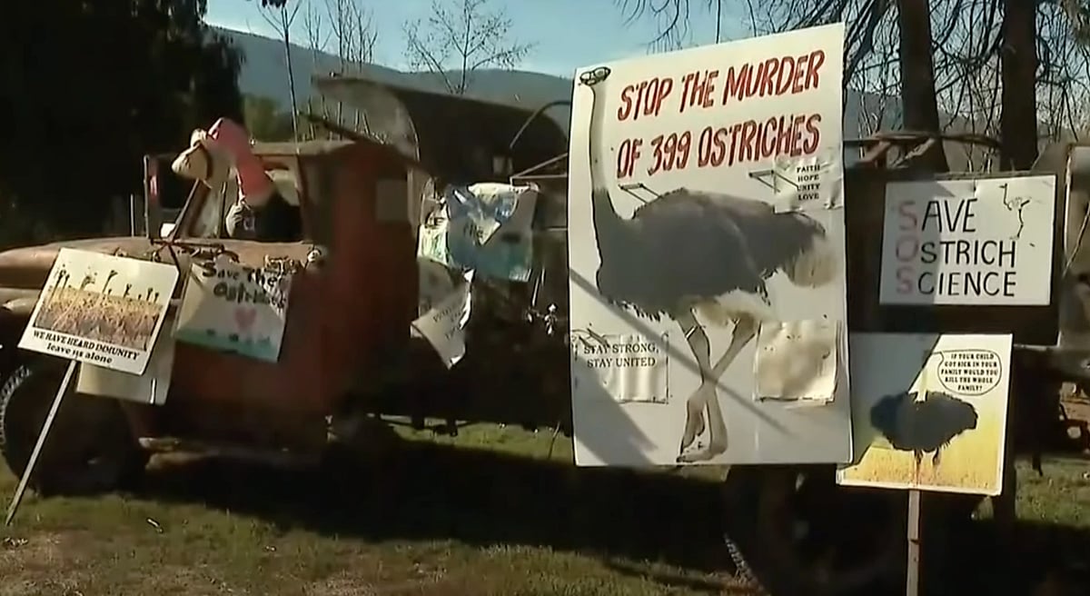 UPDATED: BC ostrich farm granted interim stay by Supreme Court