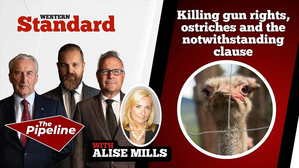 WATCH: Killing gun rights, ostriches and the notwithstanding clause