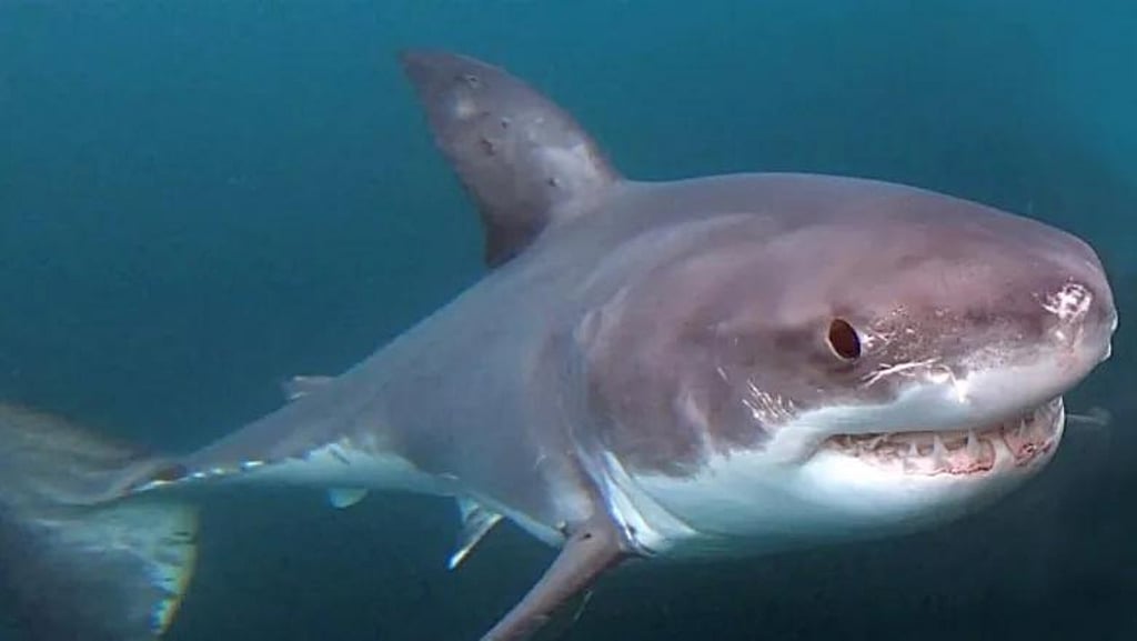 WATCH: Largest Atlantic great white shark ever found in Gulf of St ...