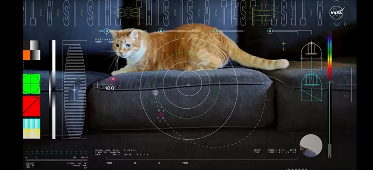 WATCH: NASA livestreams cat from deep space, says next giant leap ...