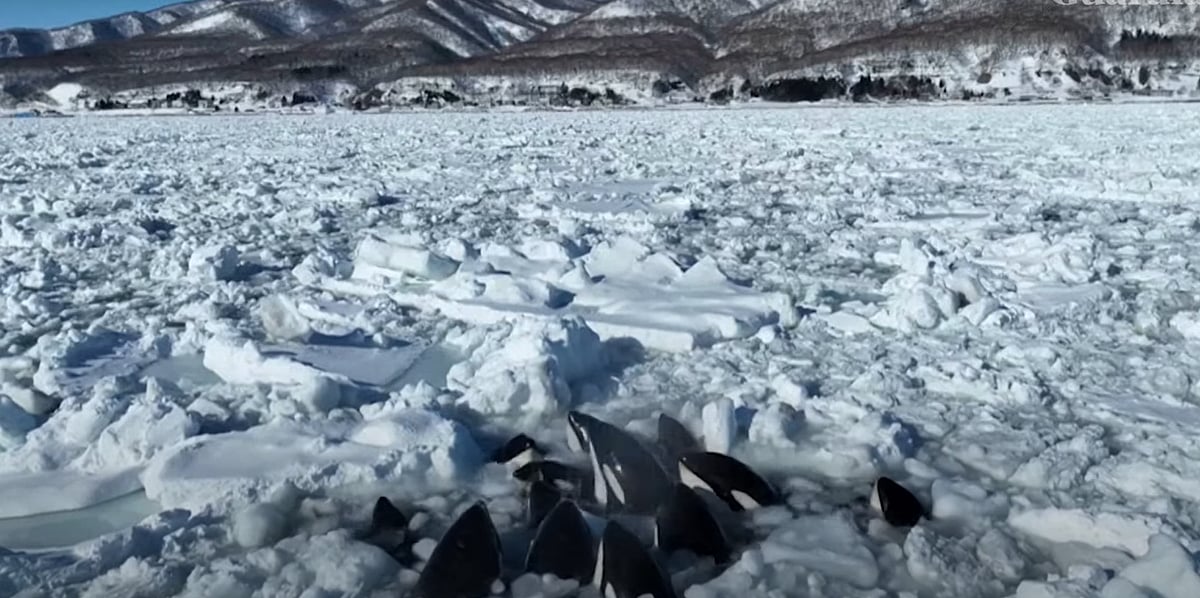 WATCH: A dozen killer whales trapped in ice off coast of Japan