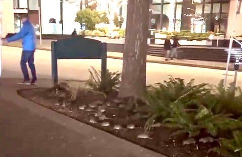 RATS!: Vancouver facing rodent infestation after pesticide ban